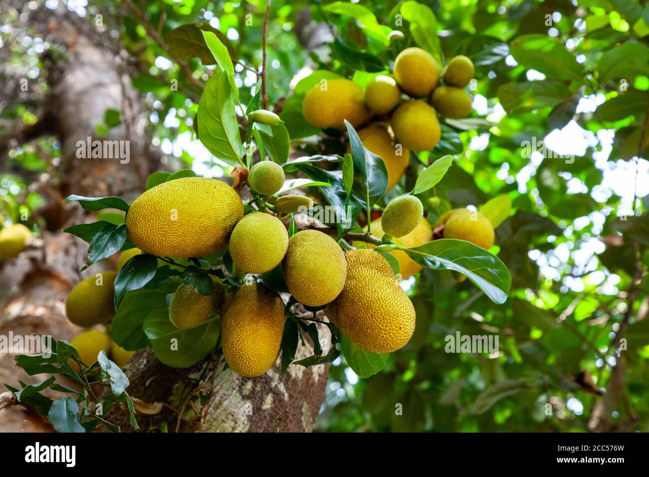 Indian jackfruit hi-res stock photography and images - Alamy