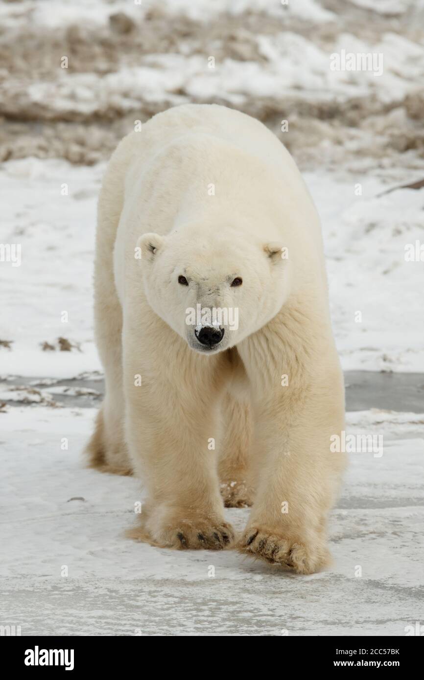 Polar wildlife hi-res stock photography and images - Alamy