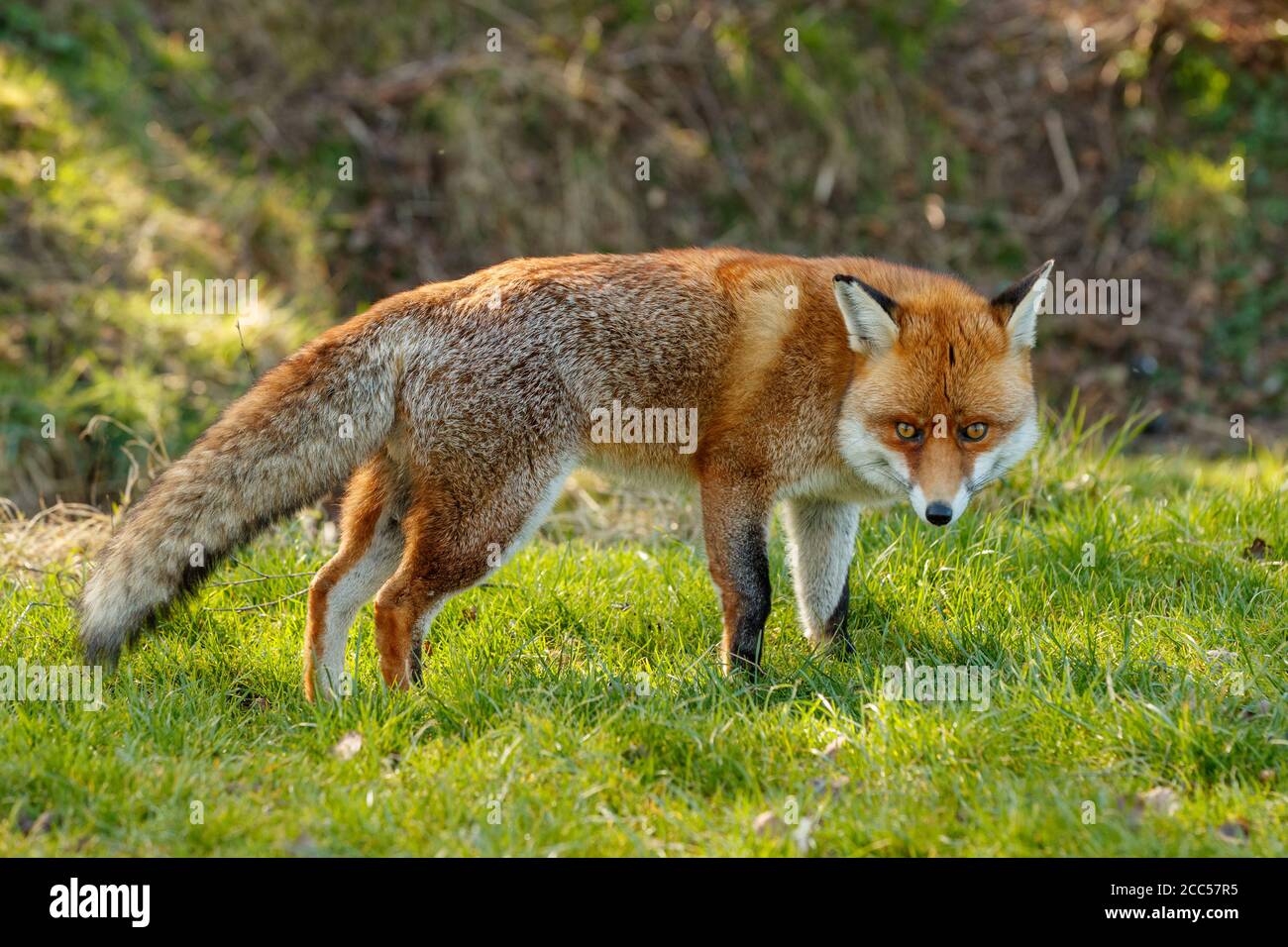 European fox red hi-res stock photography and images - Alamy