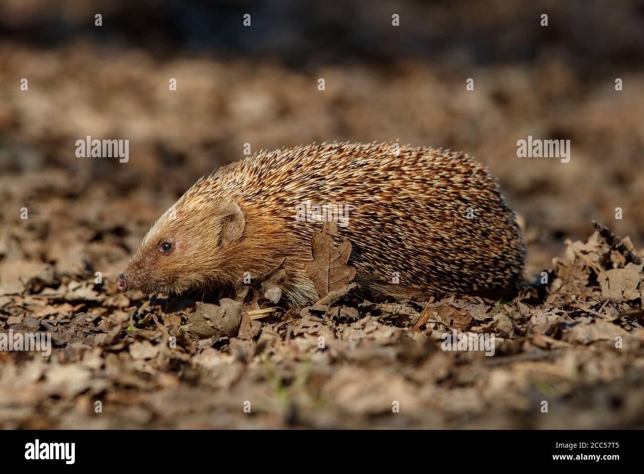 European Hedgehog (Erinaceus europaeus Stock Photo - Alamy