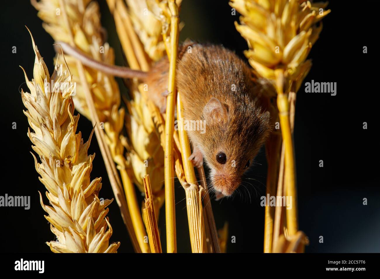 Common field mouse hi-res stock photography and images - Alamy