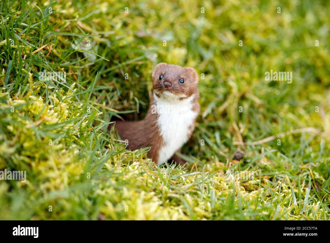 Weasel and stoat hi-res stock photography and images - Alamy