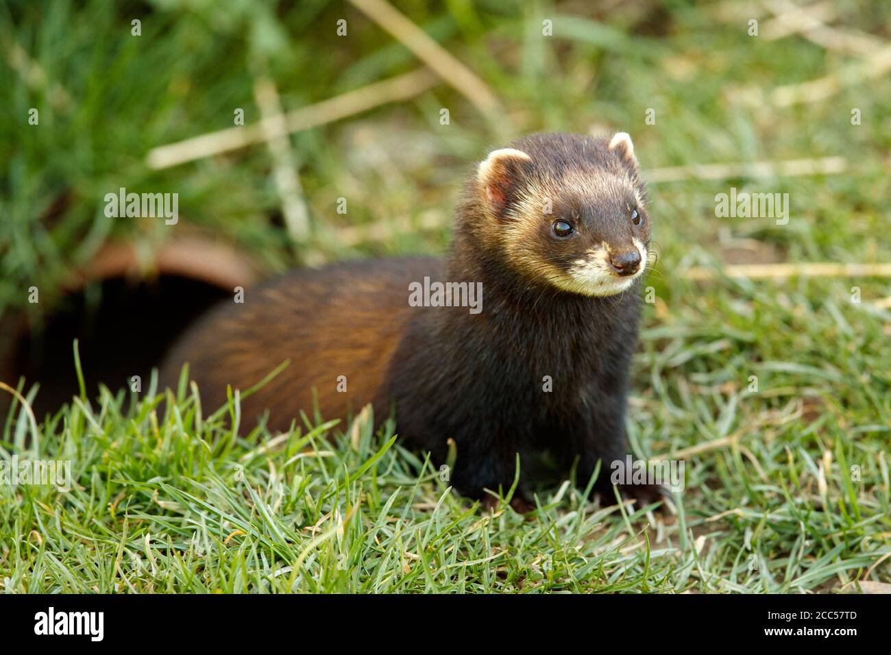 European polecat (Mustela putorius Stock Photo - Alamy