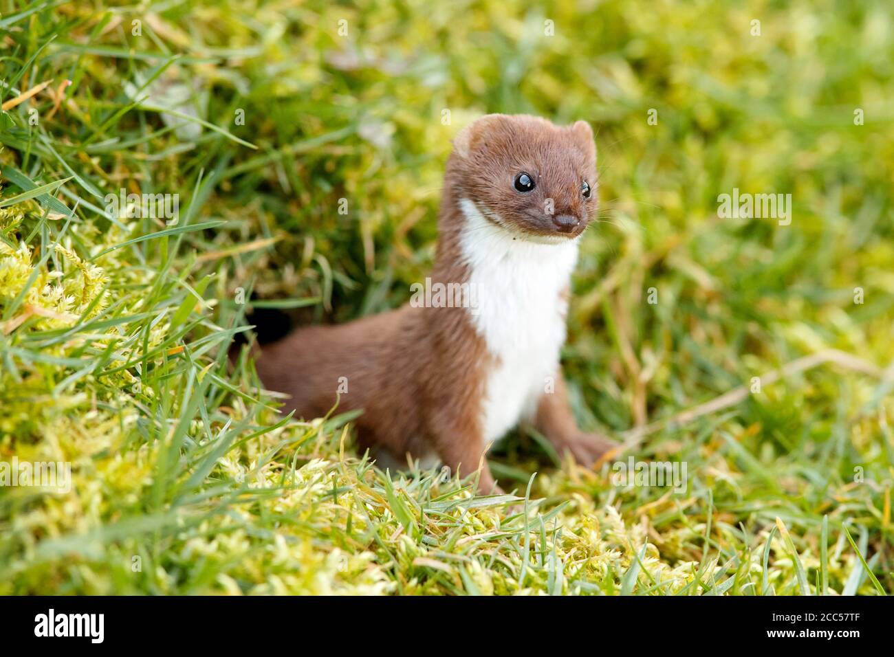 Weasel and stoat hi-res stock photography and images - Alamy