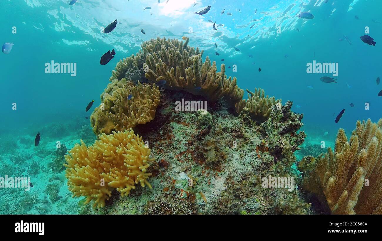 Beautiful underwater landscape with tropical fishes and corals. Life ...