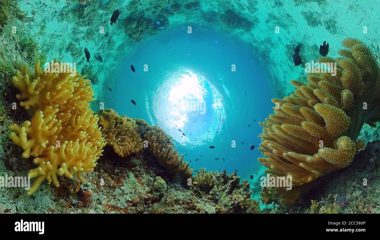 Beautiful underwater world with coral reef and tropical fishes. Panglao ...