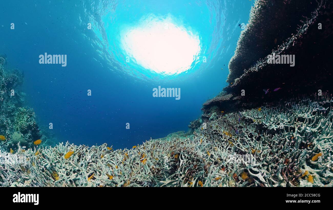 Coral reef underwater with fishes and marine life. Coral reef and ...