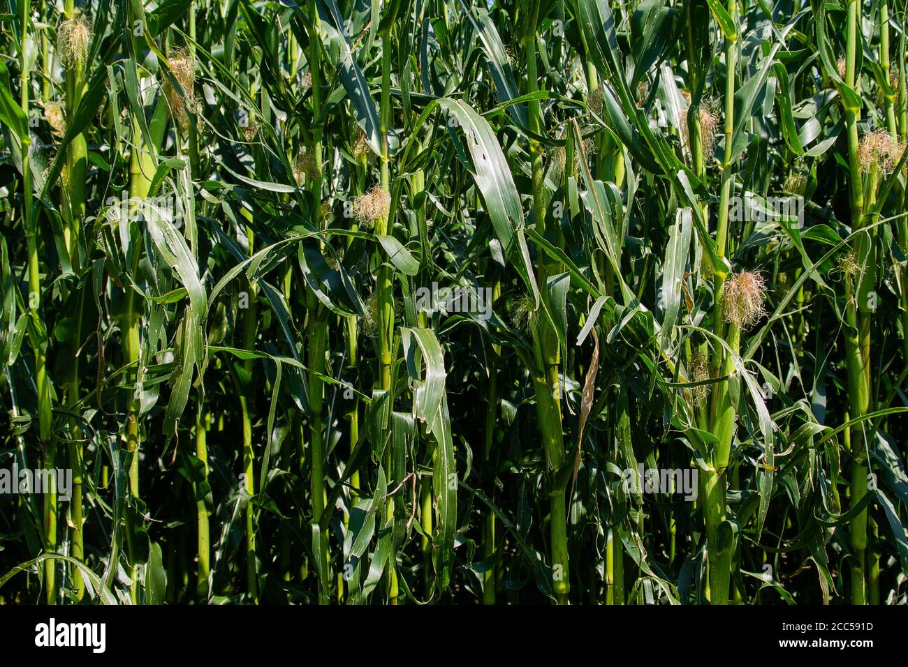 Texture of corn plants with young corn cobs Stock Photo - Alamy