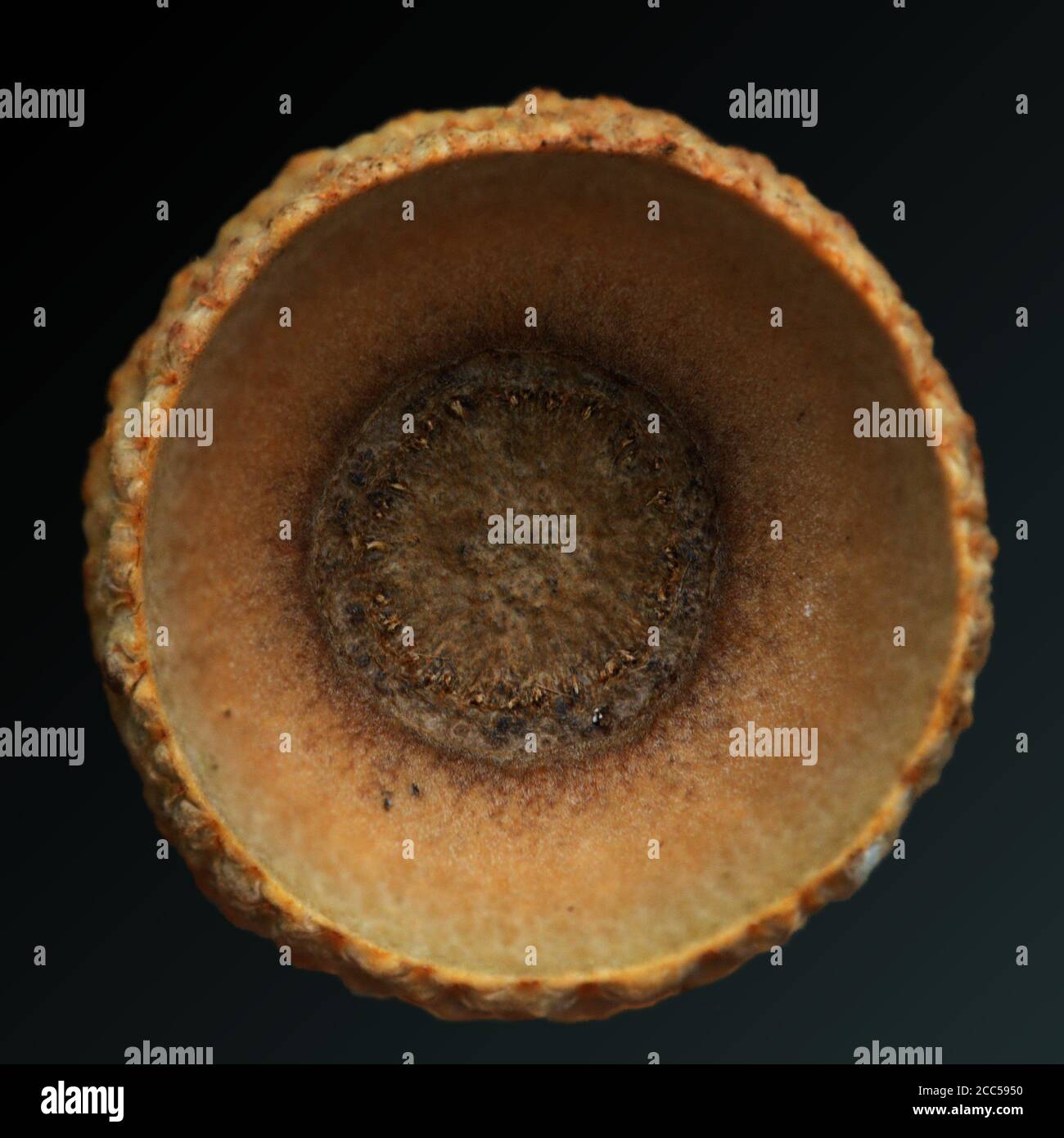 Black oak acorn hi-res stock photography and images - Alamy