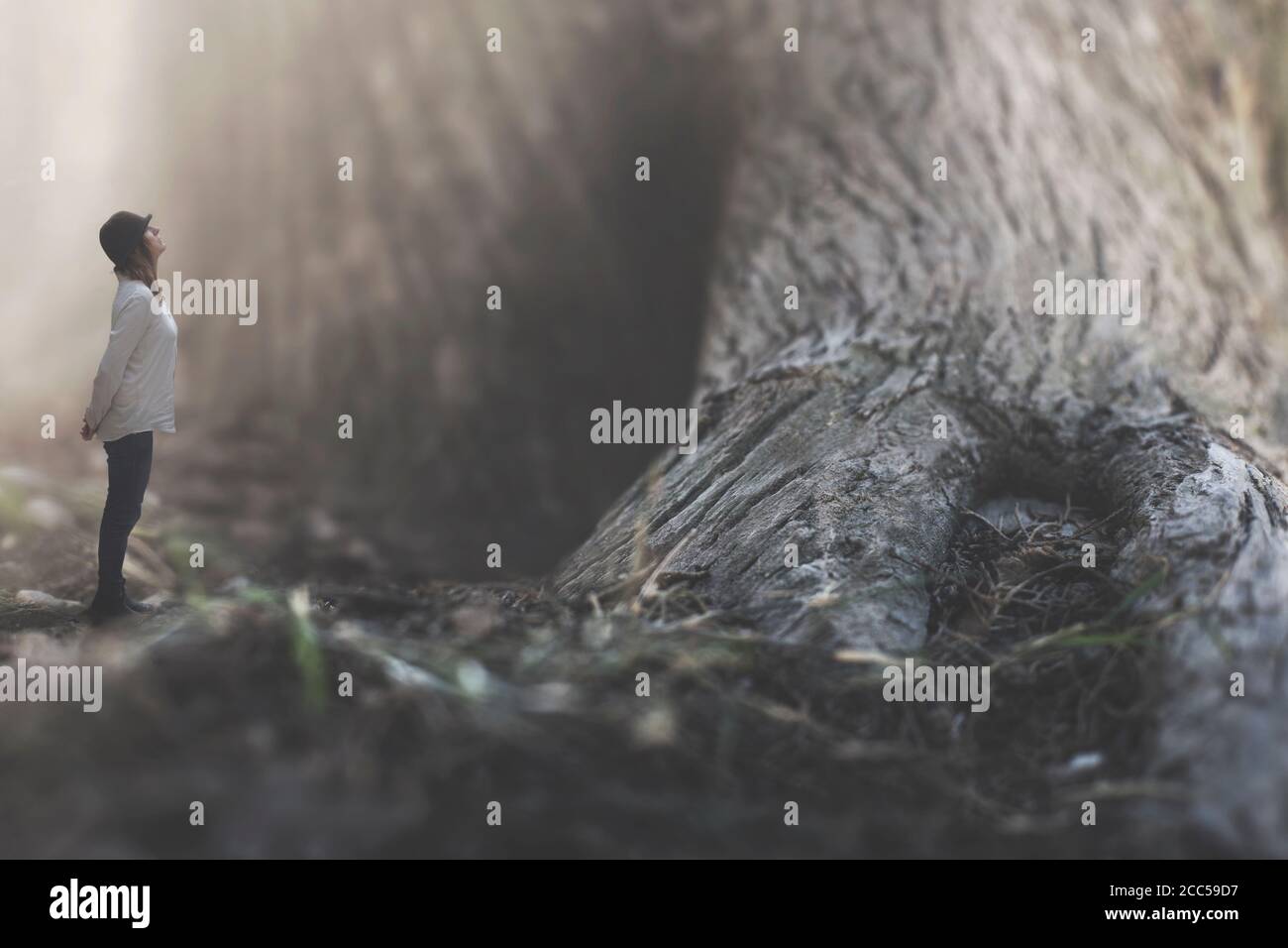 surreal moment of a very small woman observing a gigantic tree Stock ...