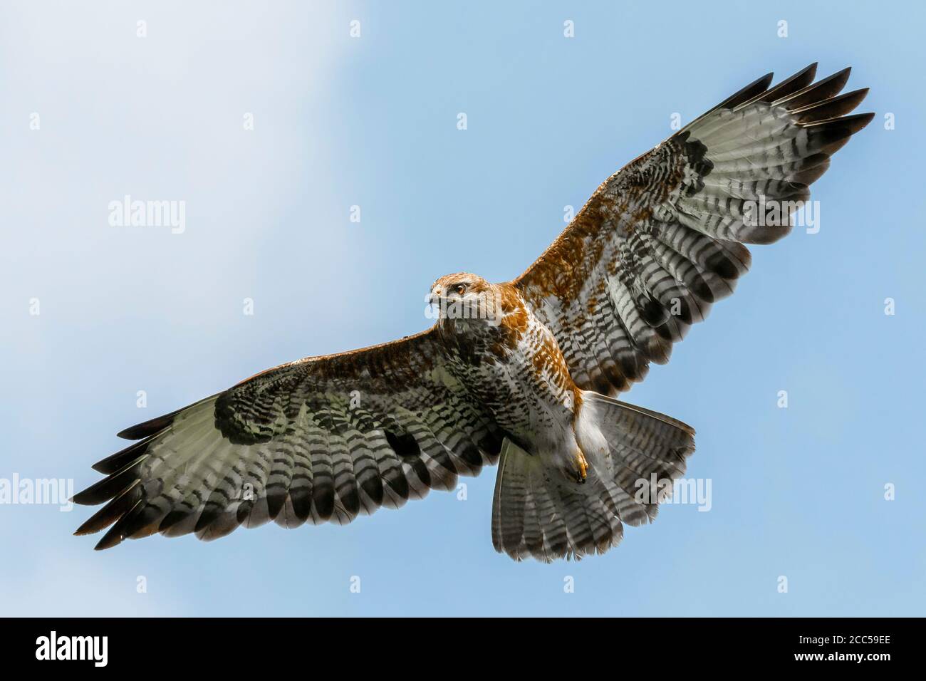 Common buzzard captured in flight under blue sky in Scotland, United ...