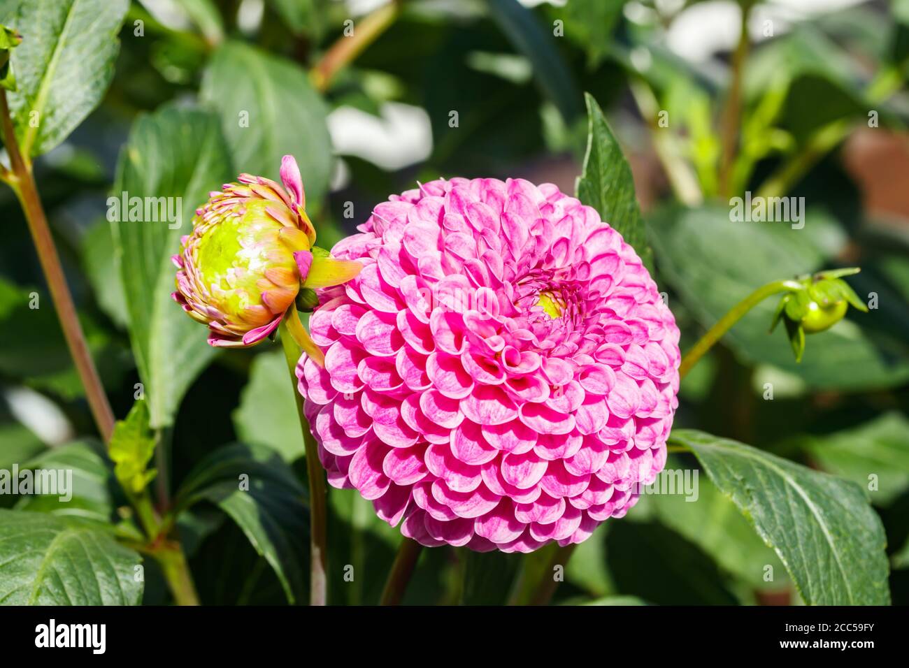 Pink dahlia flower growing in the garden Stock Photo - Alamy