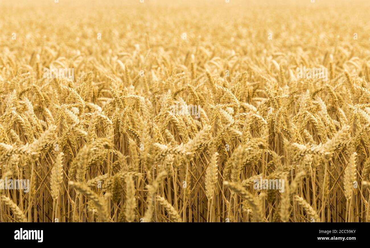 Yellow grain ready for harvest growing in a farm field Stock Photo - Alamy