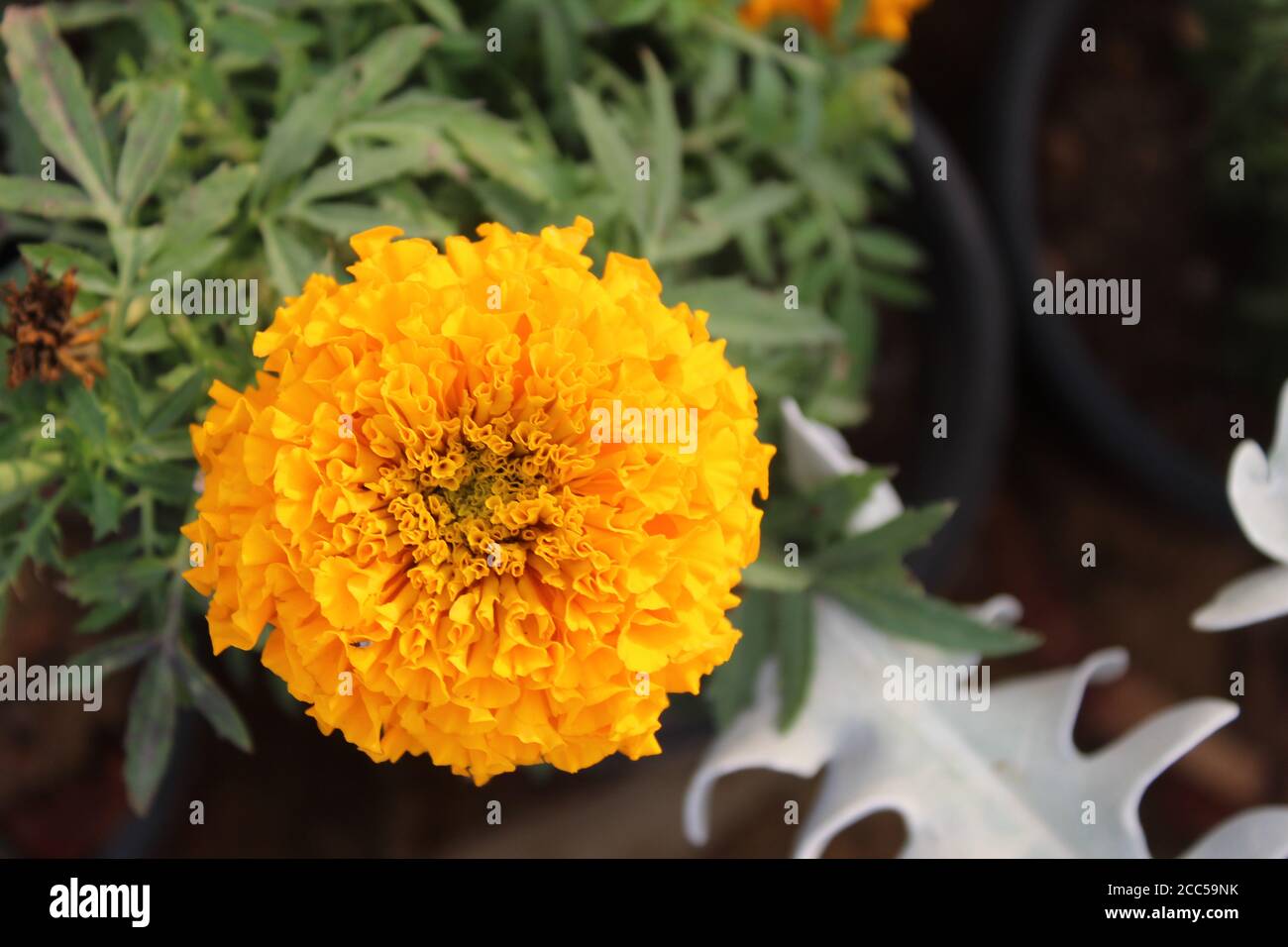 Aztec marigold hi-res stock photography and images - Alamy