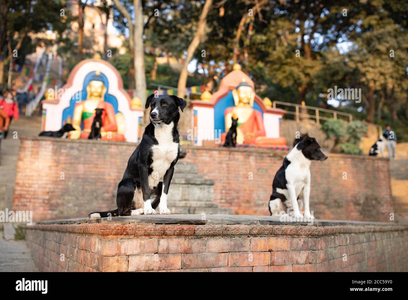 Guardian temple dog hi-res stock photography and images - Alamy