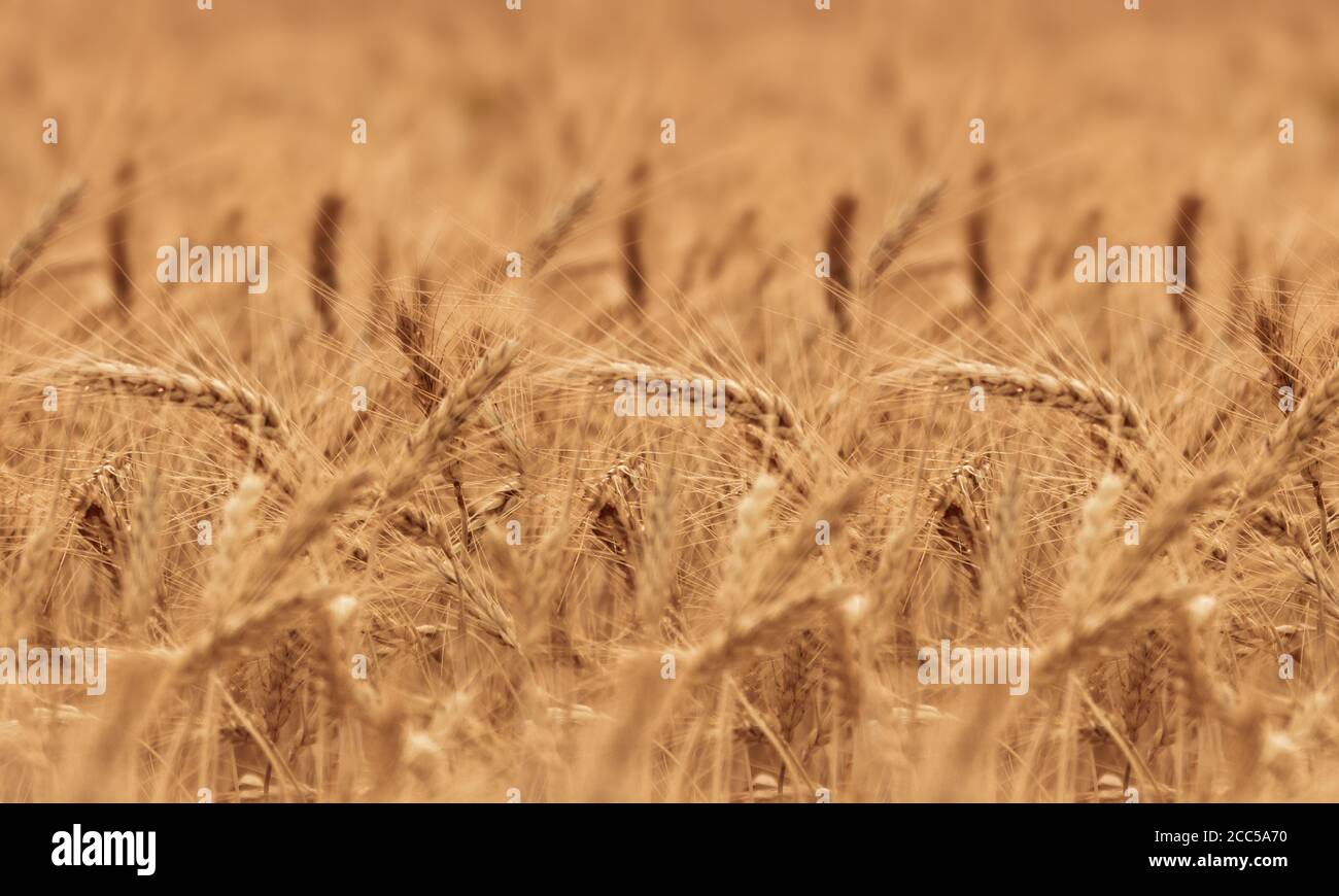 Yellow grain ready for harvest growing in a farm field Stock Photo - Alamy