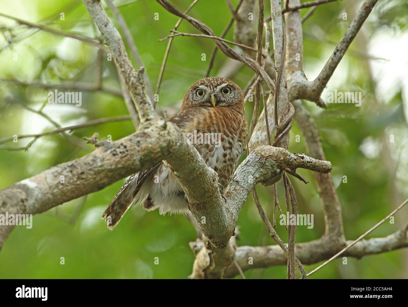 Endemic owl hi-res stock photography and images - Alamy