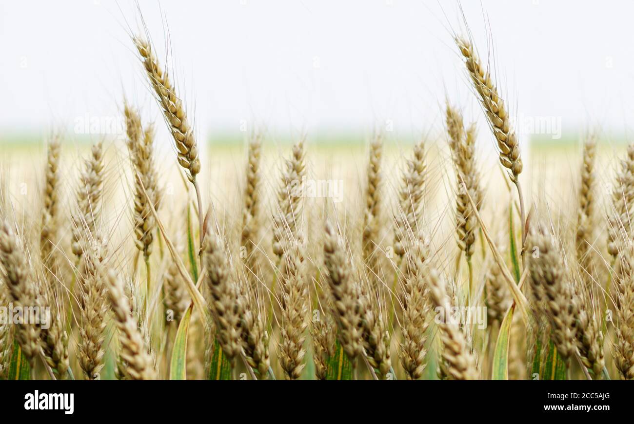 Yellow grain ready for harvest growing in a farm field Stock Photo - Alamy