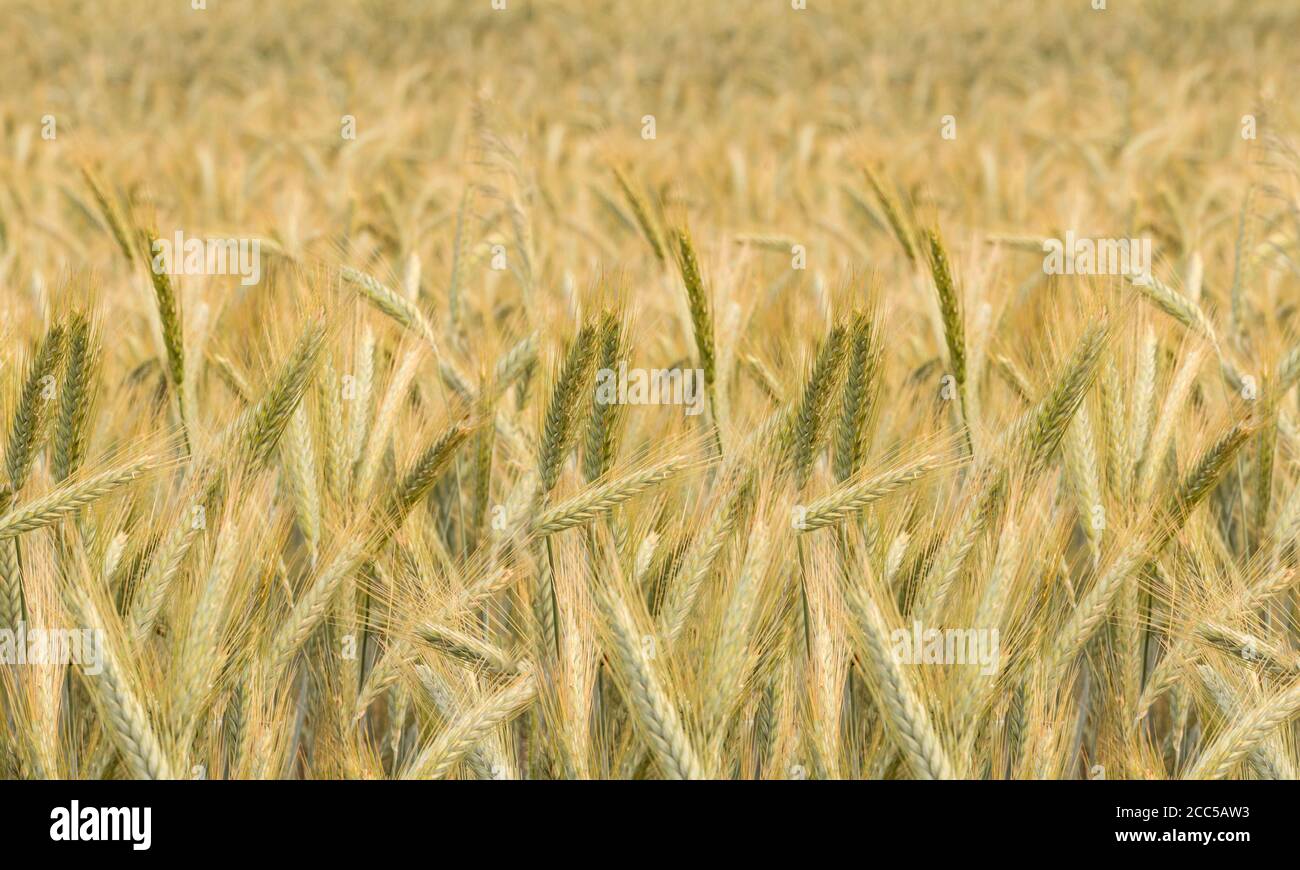 Yellow grain ready for harvest growing in a farm field Stock Photo - Alamy