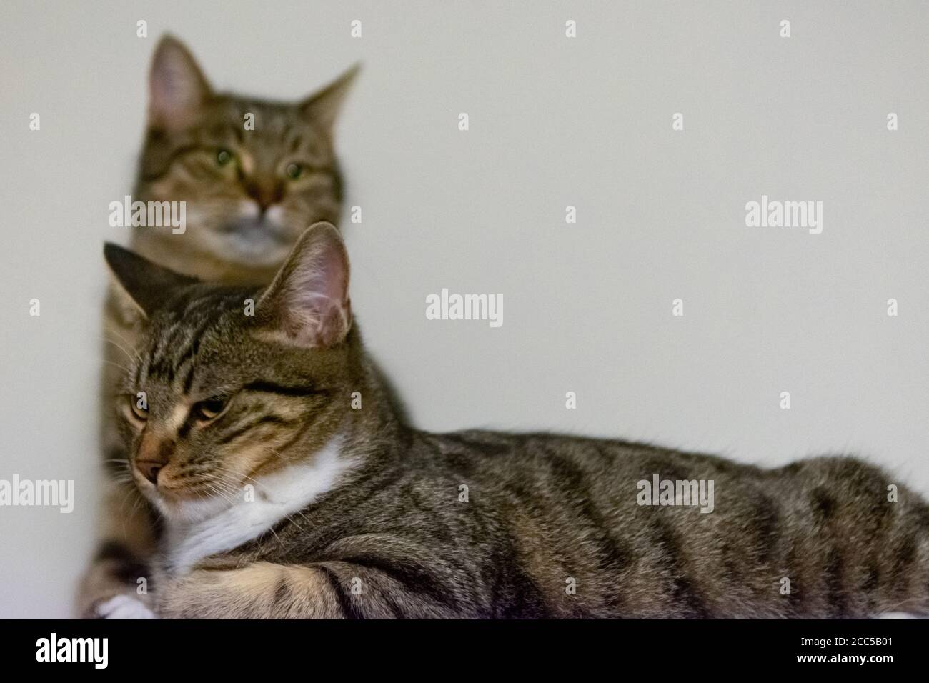 Selective focus shot of two domestic cats laying down by a white wall ...