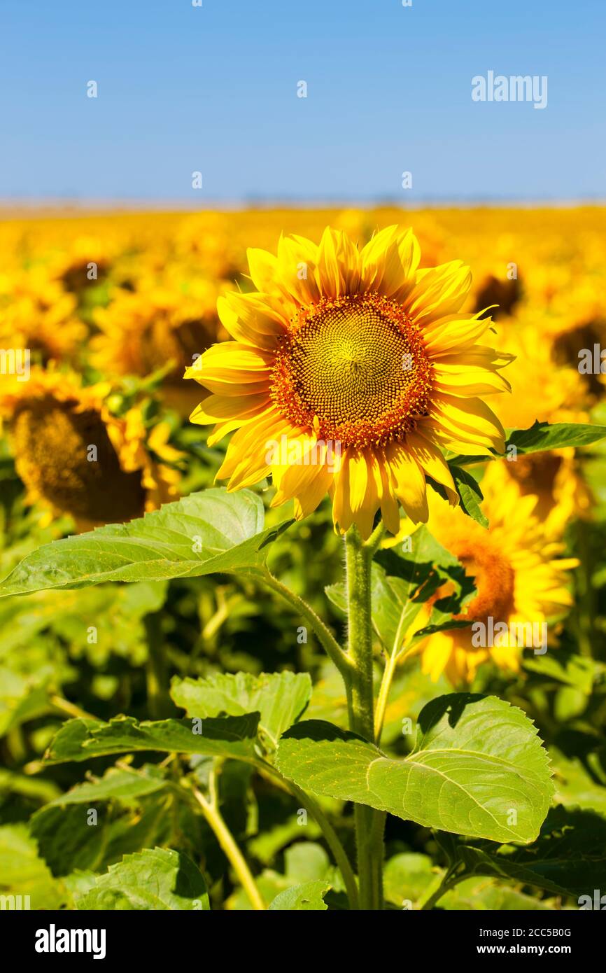 The Sunflower natural background.. Close-up of sunflower Stock Photo ...