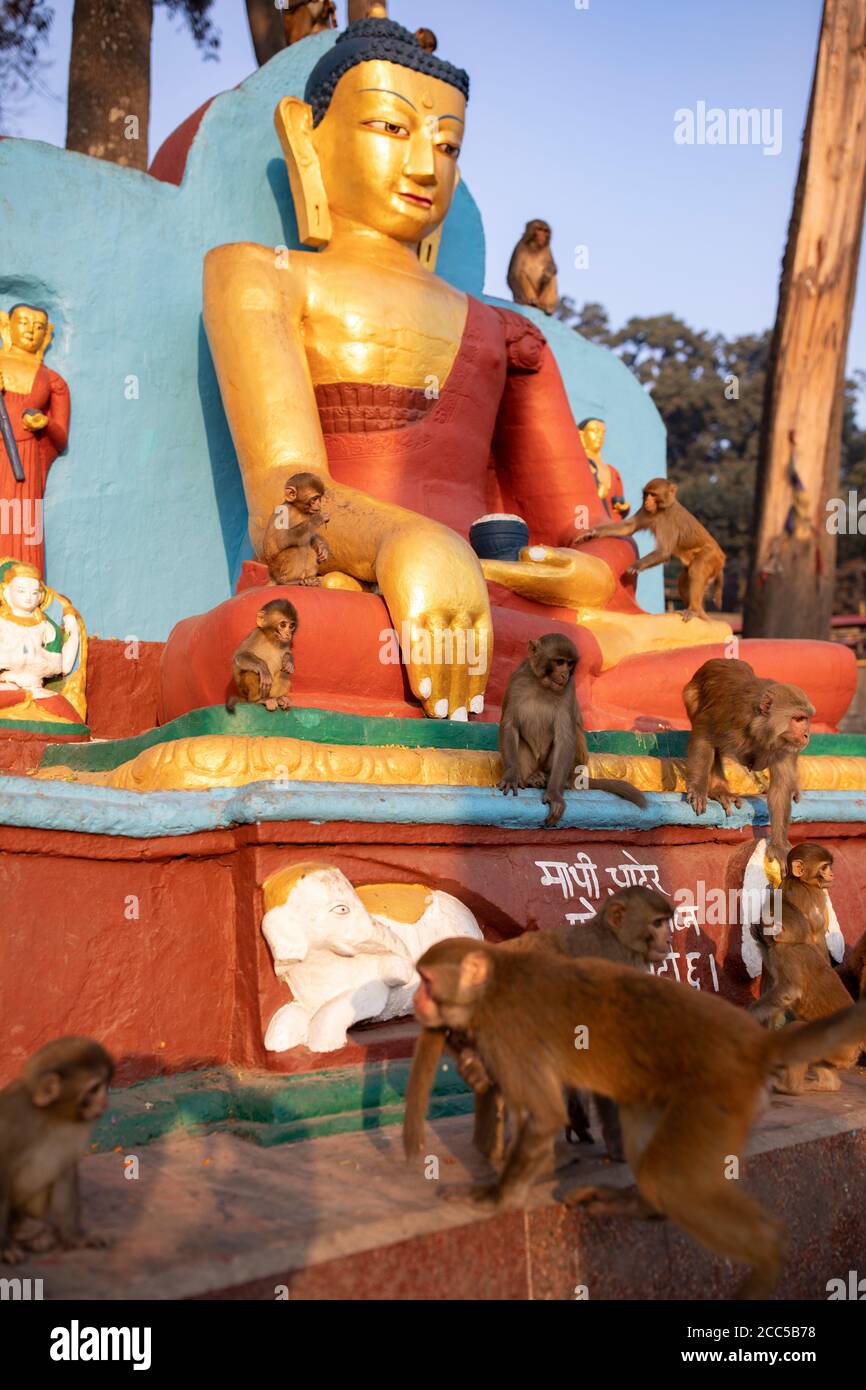Assam Macaque monkeys surround a statue of the Buddha at Swayambhunath ...
