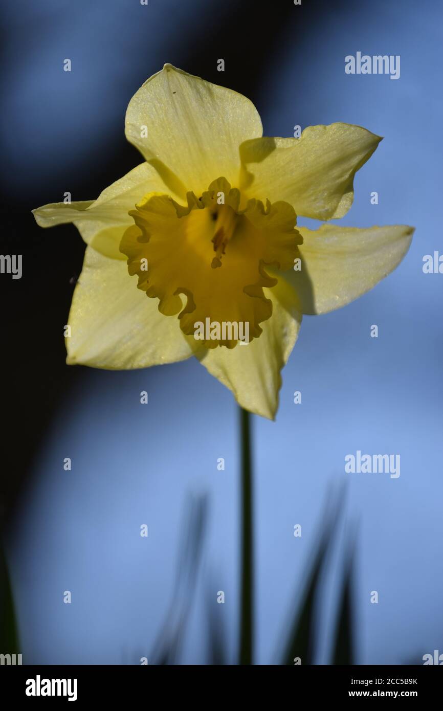 Sun through white daffodil petals hi-res stock photography and images ...