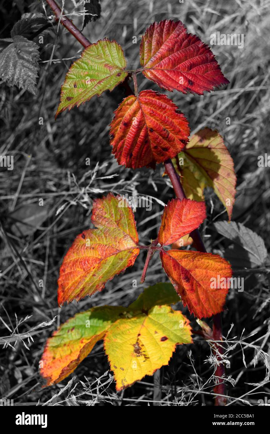 In brambles hi-res stock photography and images - Alamy
