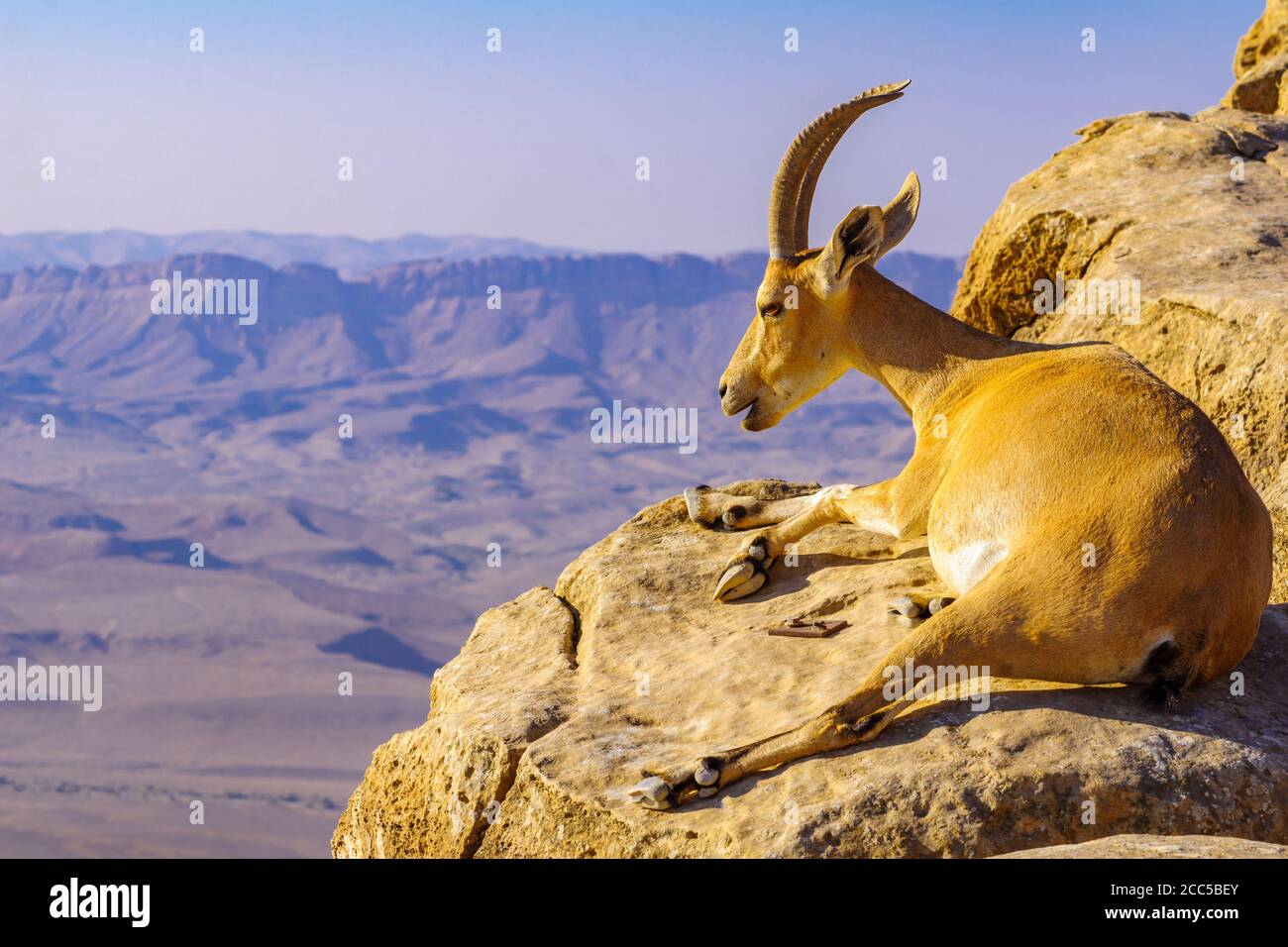 View of a Nubian Ibex on the cliffs of Makhtesh (crater) Ramon, the ...