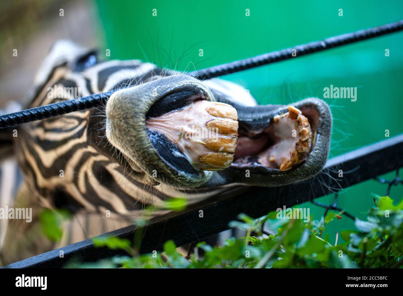 Zebra Teeth Structure