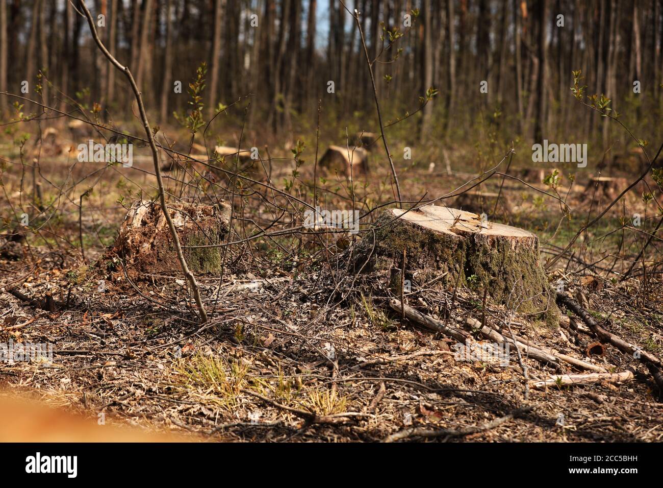 Selective felling hi-res stock photography and images - Alamy