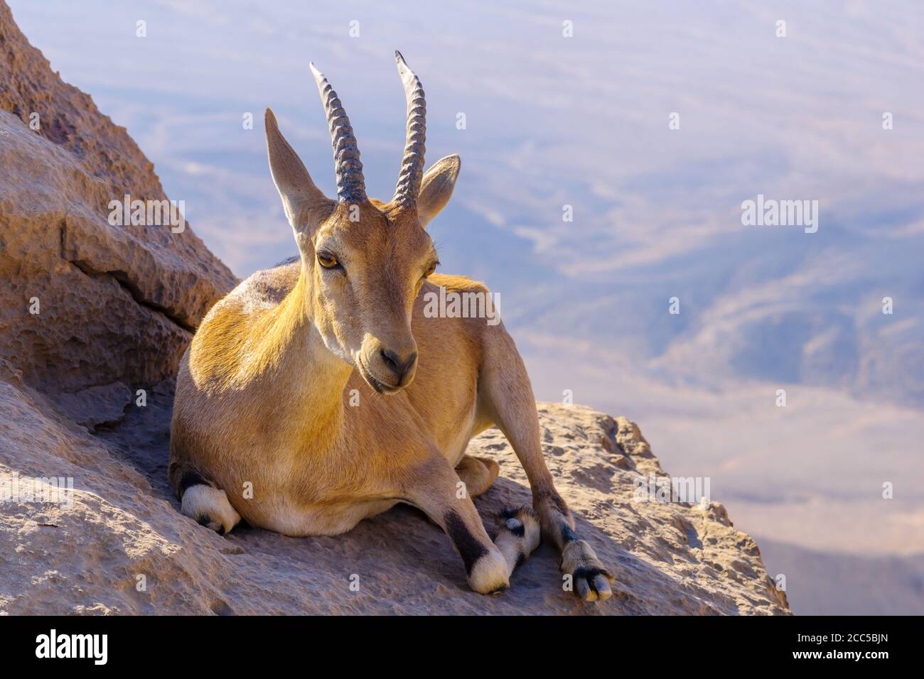 Israel National Animal