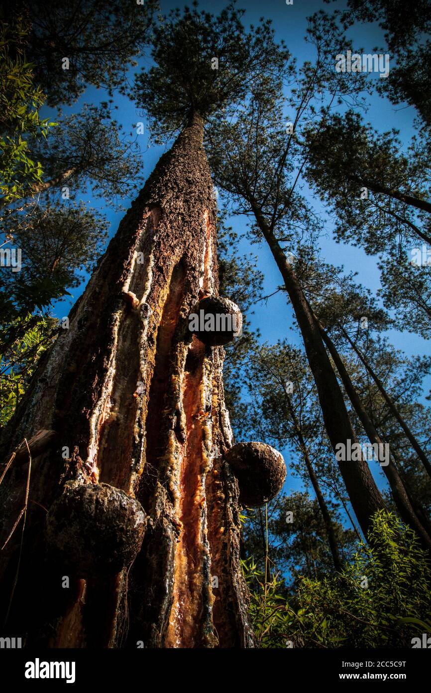 Looking upwards to the pine trees harvesting merks pine (Pinus merkusii ...