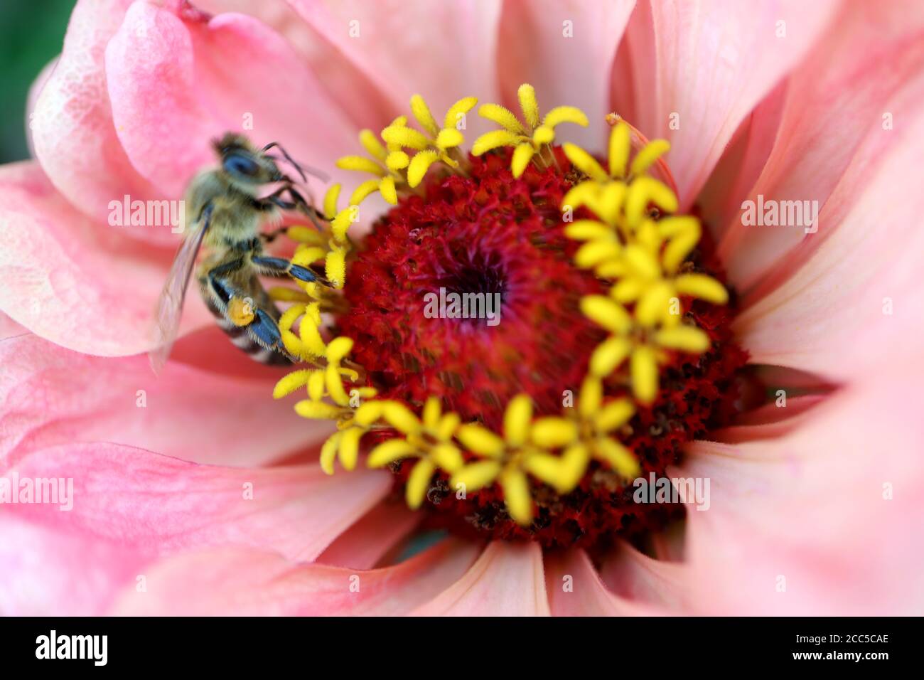 Pollination insect hi-res stock photography and images - Alamy