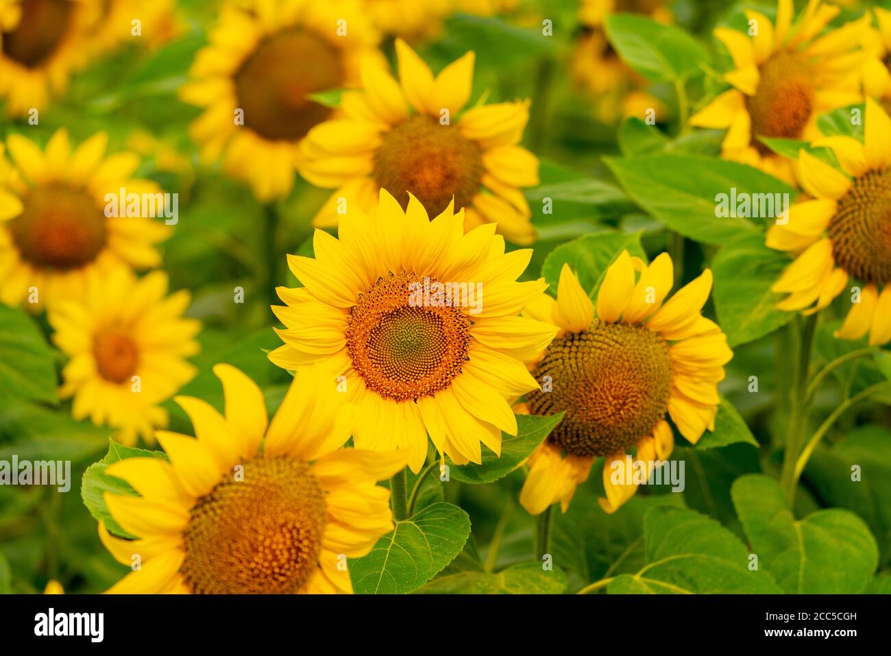 Sunflowers blooming in the field. harvest and agriculture in summer ...