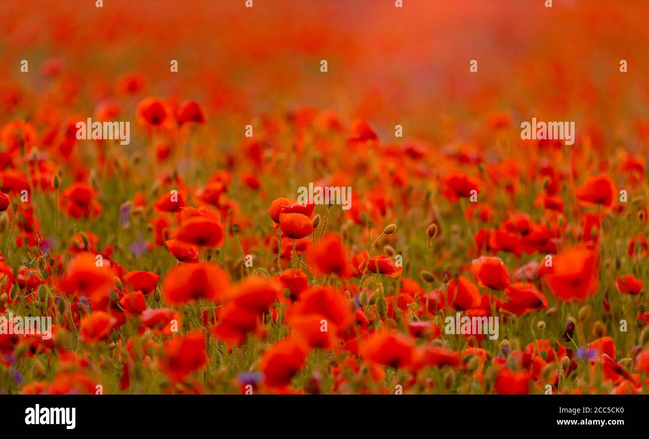 Poppy flowers field at sunset or sunrise. Agriculture and natural ...