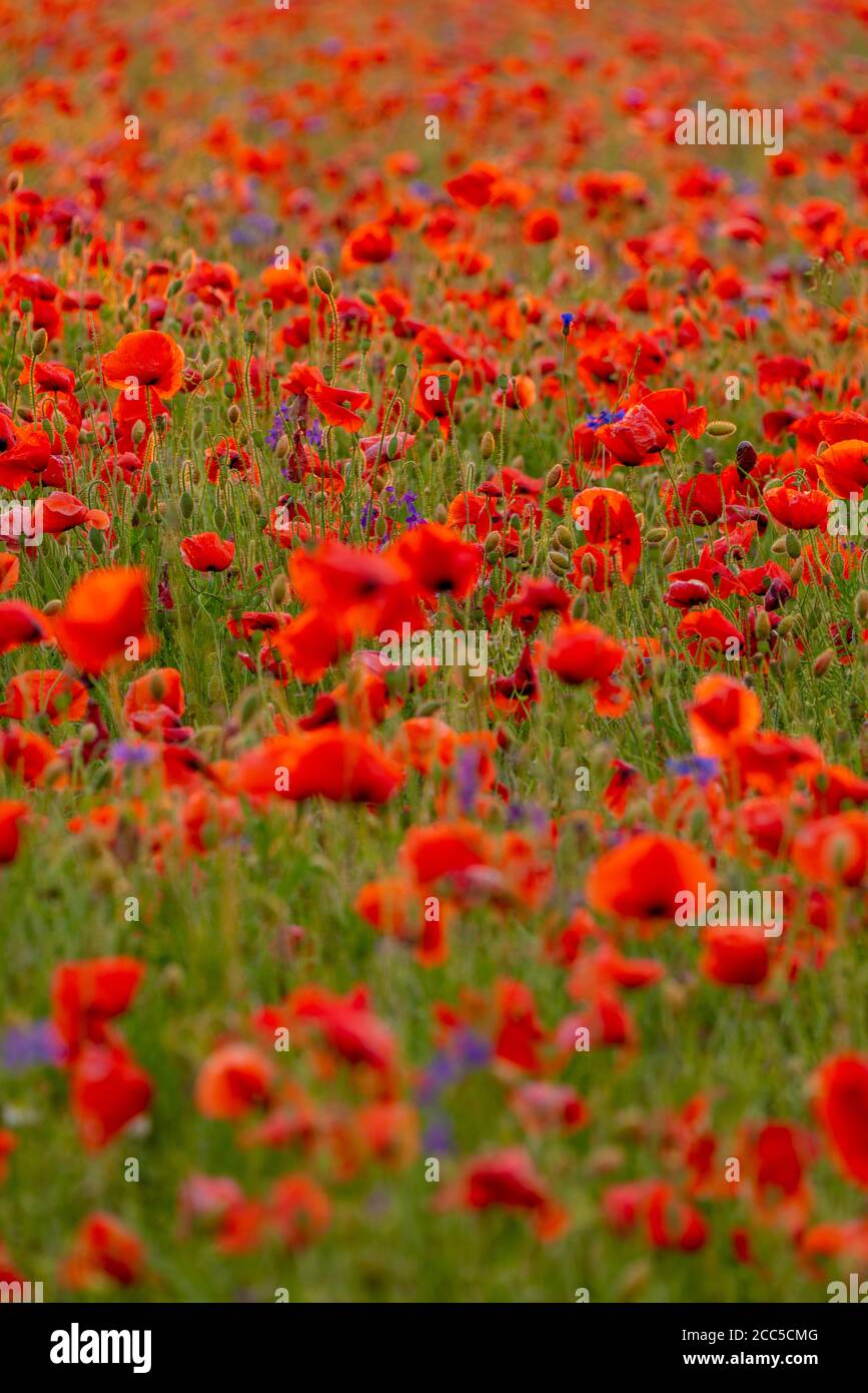 Poppy flowers field at sunset or sunrise. Agriculture and natural ...