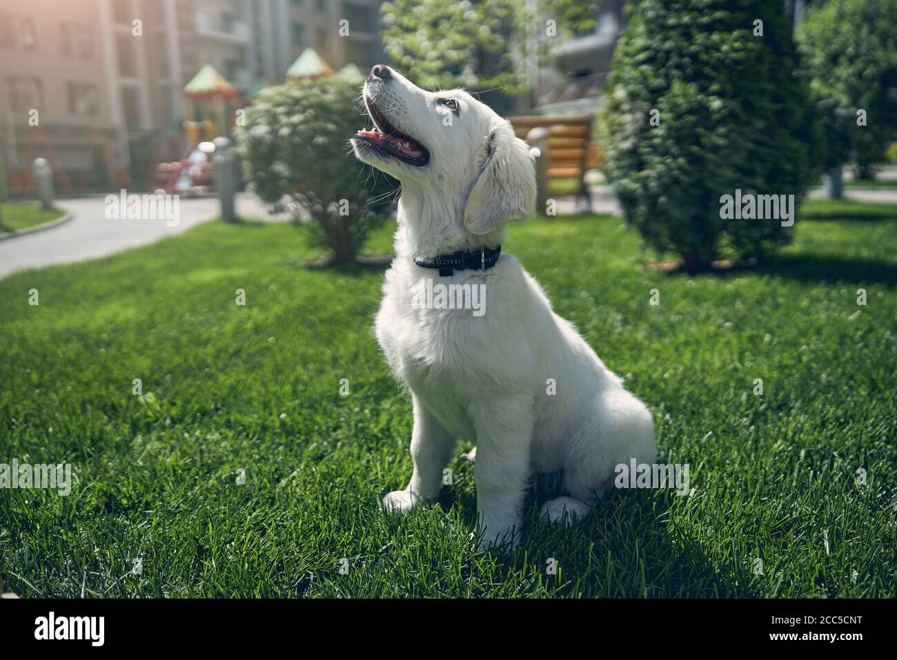 Puppy sitting alone on the green grass Stock Photo - Alamy