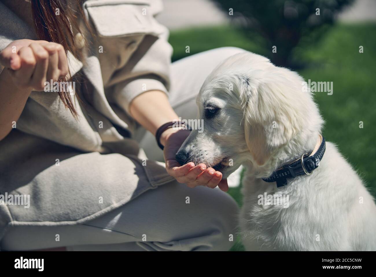 Female owner feeding her hungry dog outside Stock Photo - Alamy
