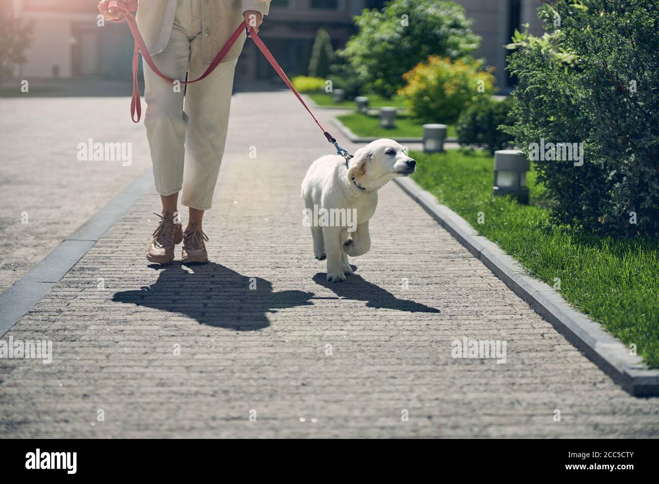 Female owner walking her dog in the morning Stock Photo - Alamy