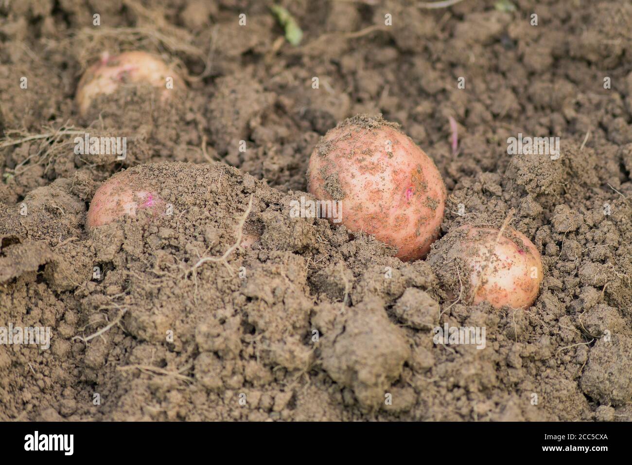 fresh crops of organic potatoes on the field background. Natural ...
