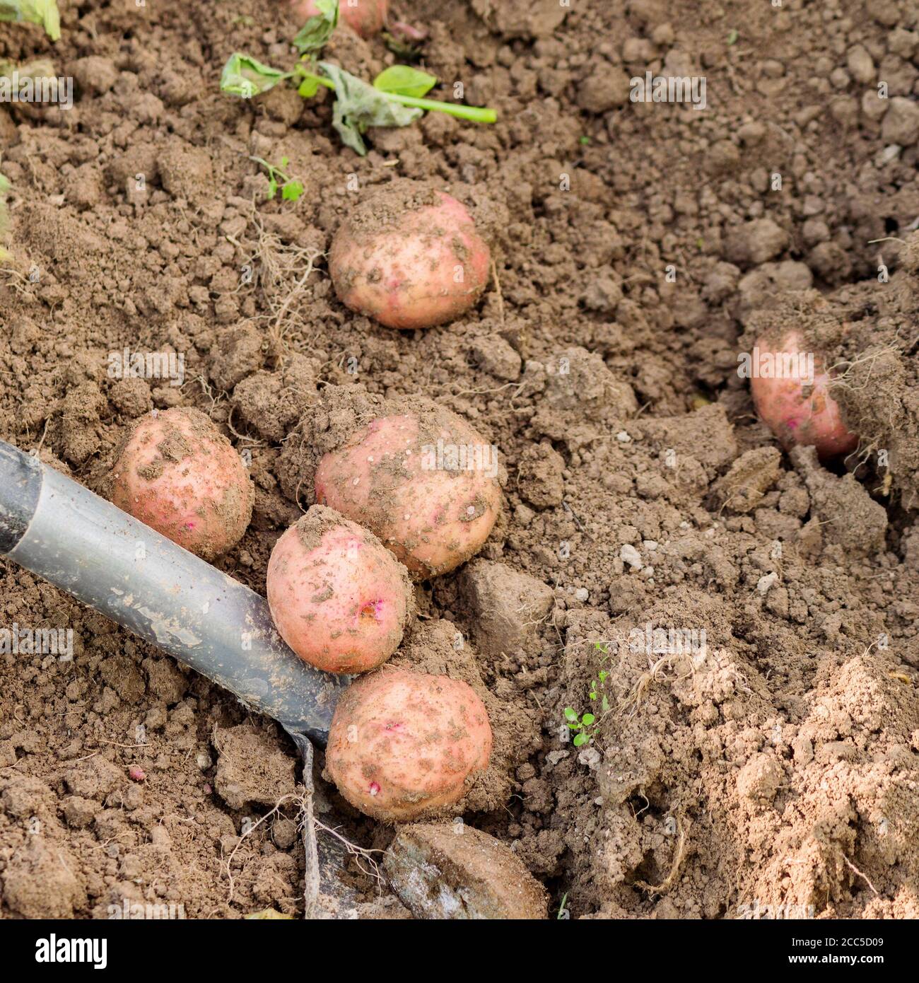 fresh crops of organic potatoes on the field background. Natural ...