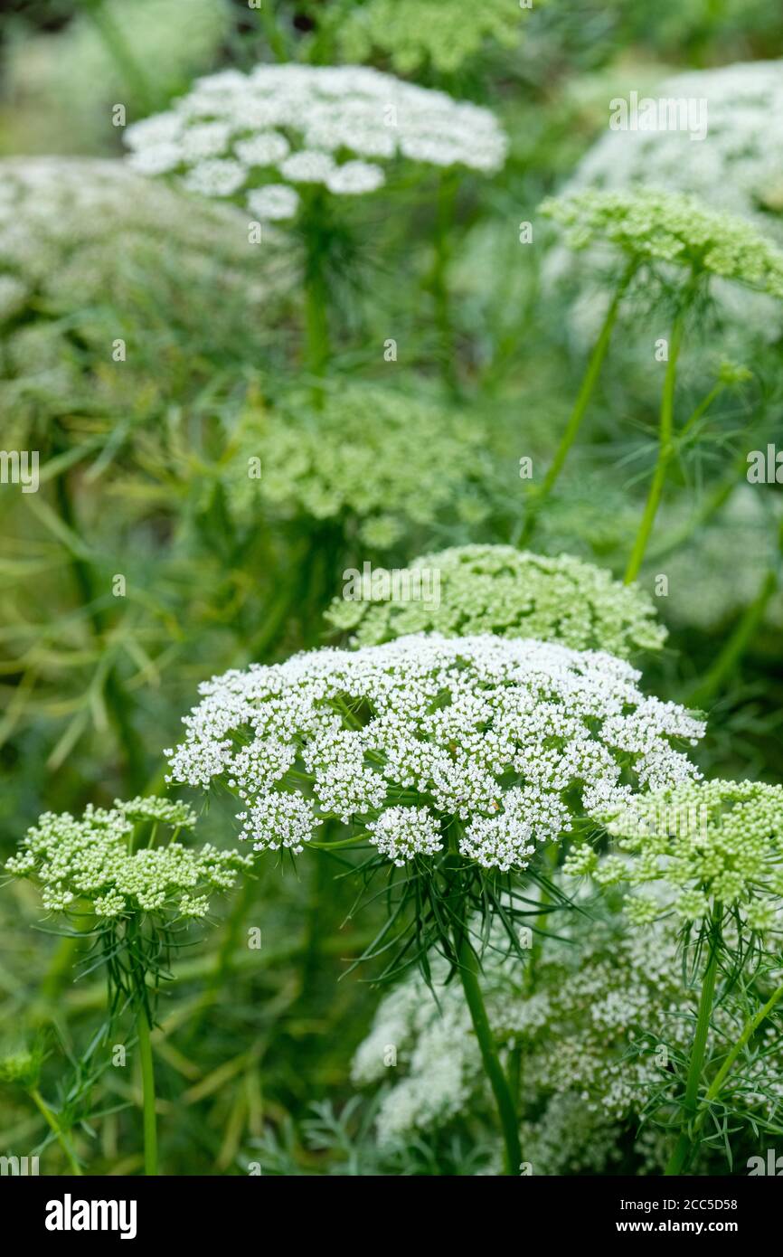 Visnaga daucoides, bishop's weed, syn. Ammi visnaga, toothpick plant ...