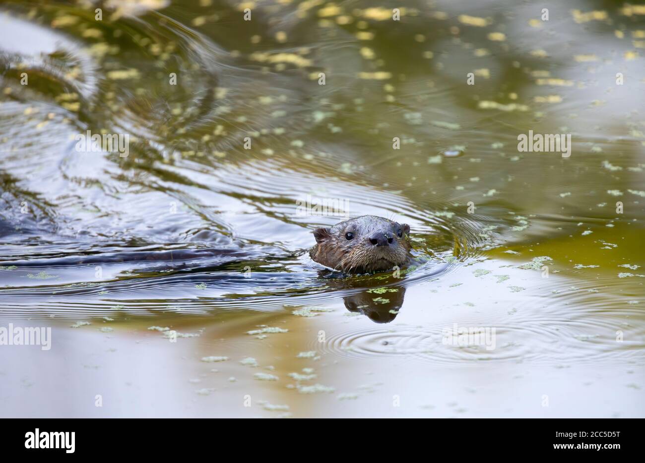 Young otter swimming hi-res stock photography and images - Alamy