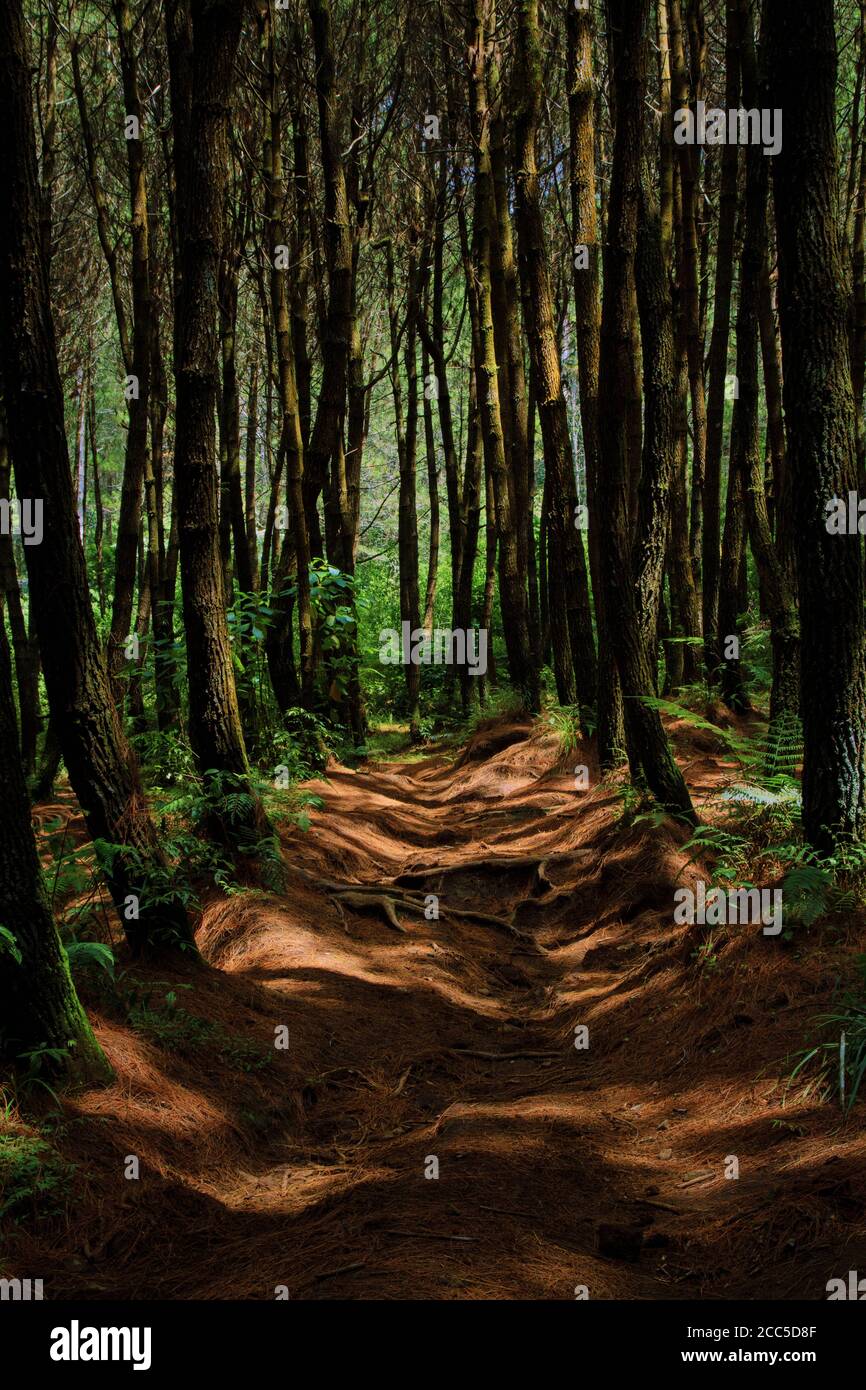 The natural beauty of the pine forest view Stock Photo - Alamy