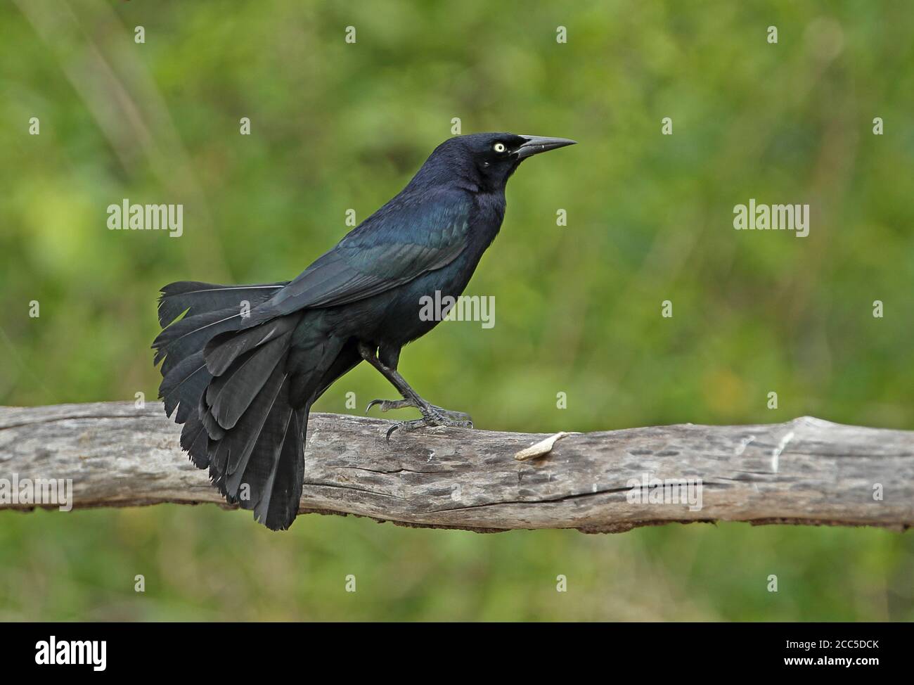 Greater grackle hi-res stock photography and images - Alamy
