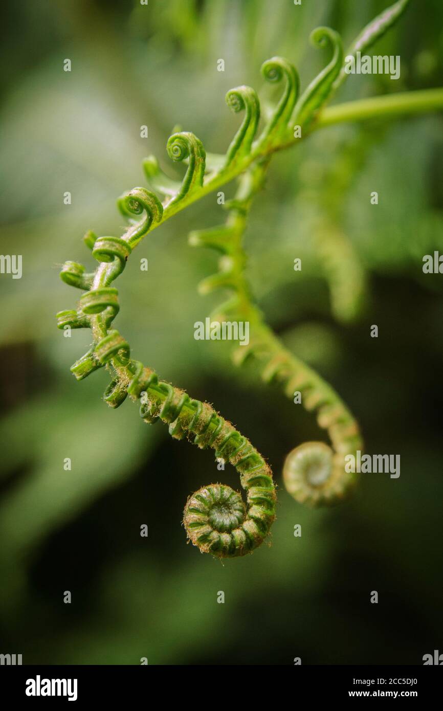 Closeup curls fern leaves Stock Photo - Alamy