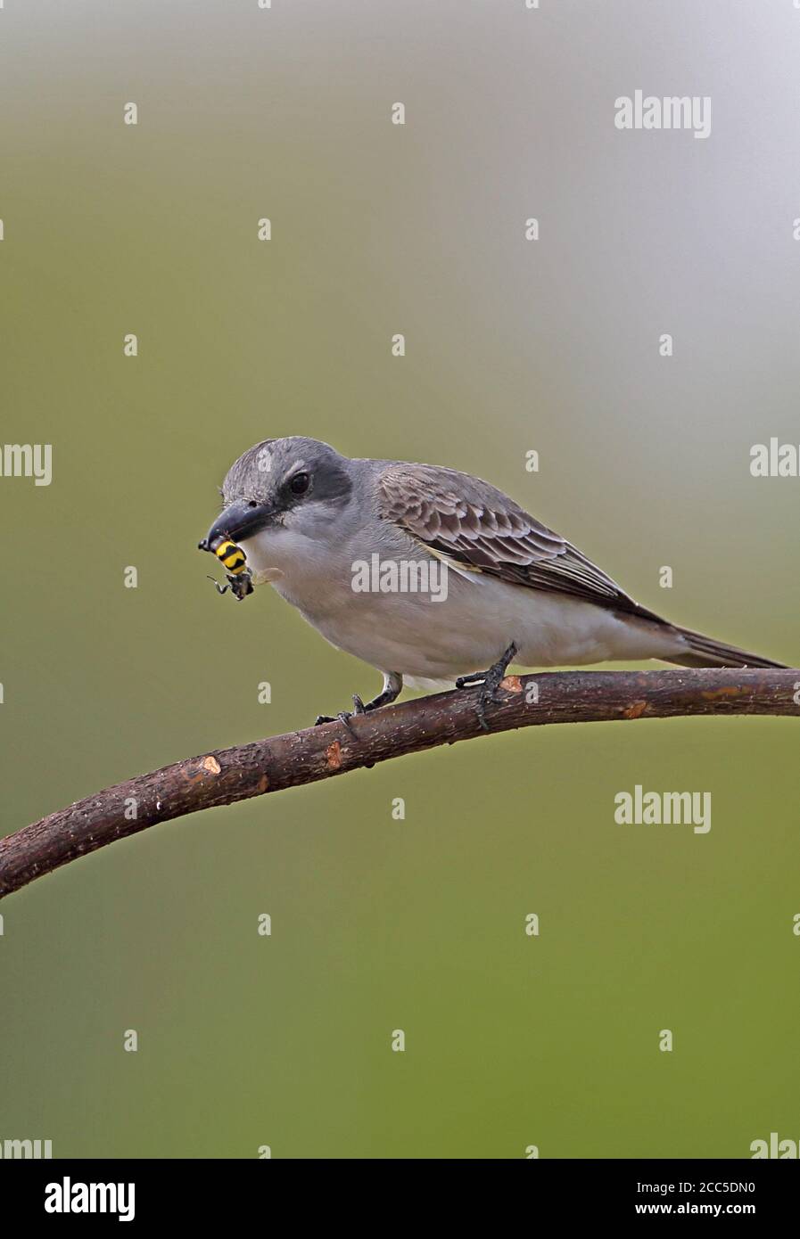 Tyrannus dominicensis hi-res stock photography and images - Alamy