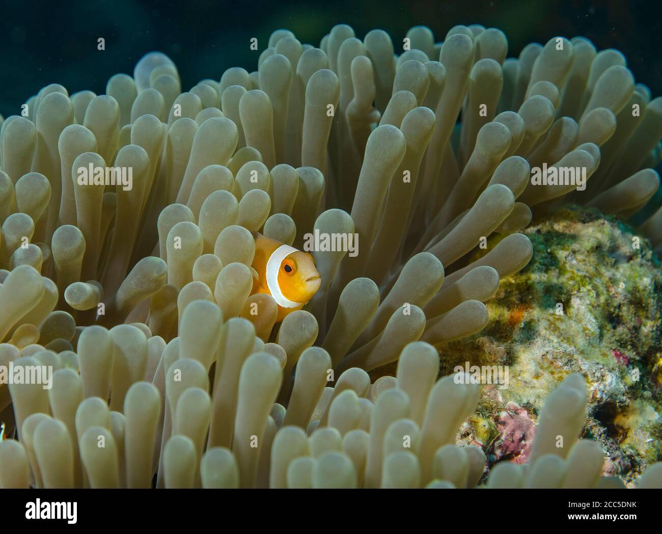 Black anemonefish hi-res stock photography and images - Alamy