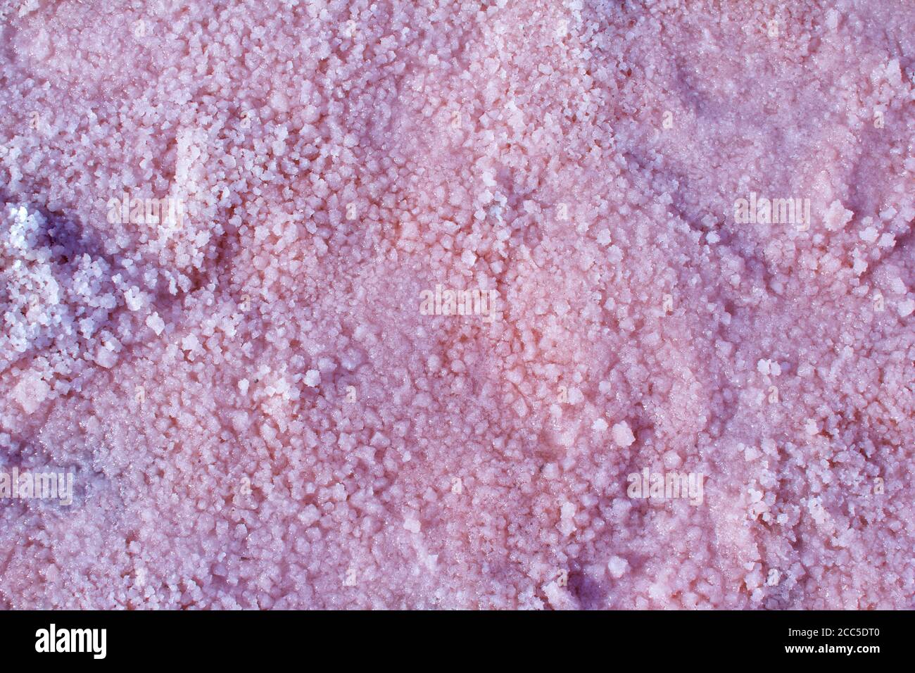 Dunaliella hi-res stock photography and images - Alamy